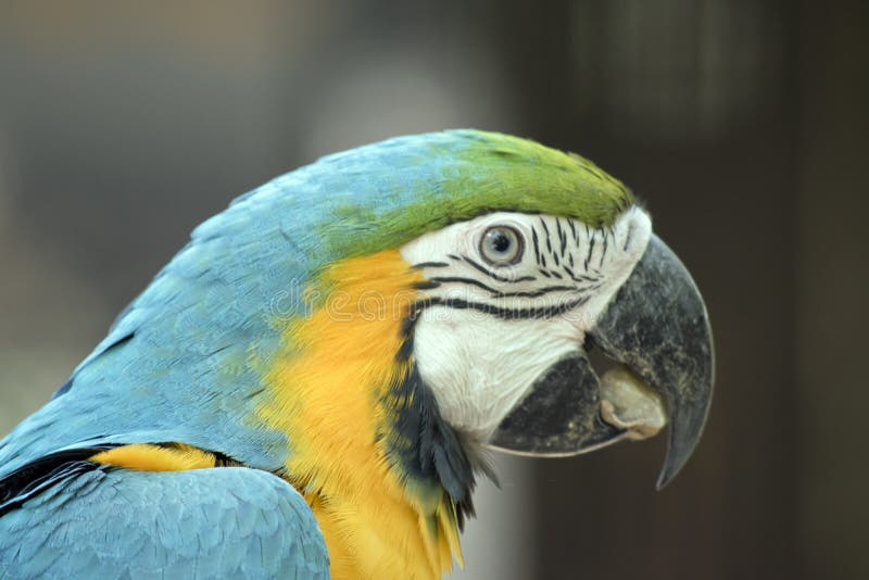 This is a Side View of a Blue and Gold Macaw Eating Stock Image - Image ...