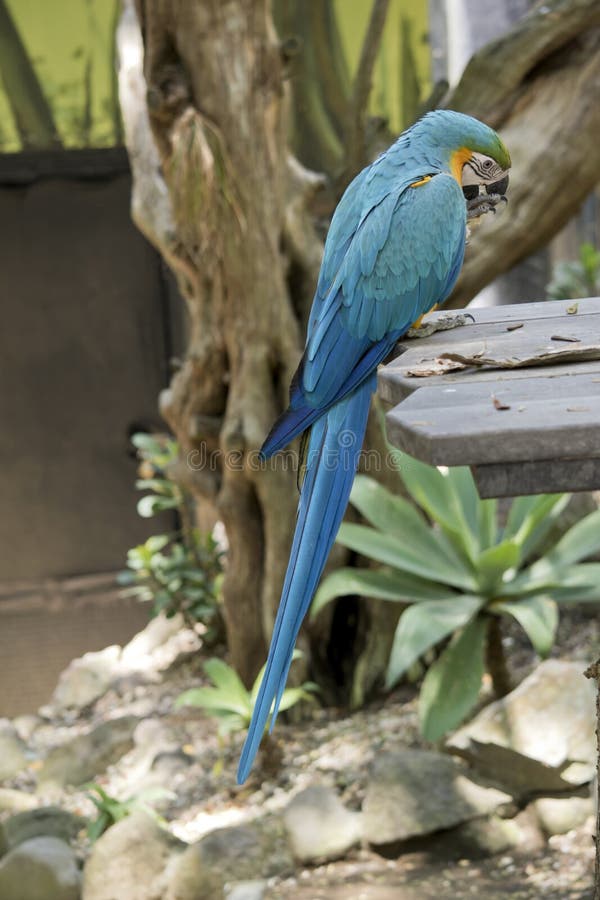 This is a Side View of a Blue and Gold Macaw Eating Stock Photo - Image ...