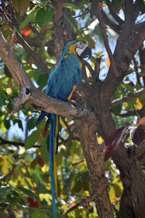 Side View of a Blue and Gold Macaw in a Tree Stock Photo - Image of ...