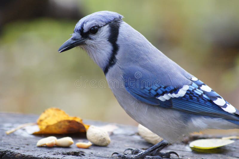 Side View of Blue Jay and Peanuts. Stock Photo - Image of nuts ...