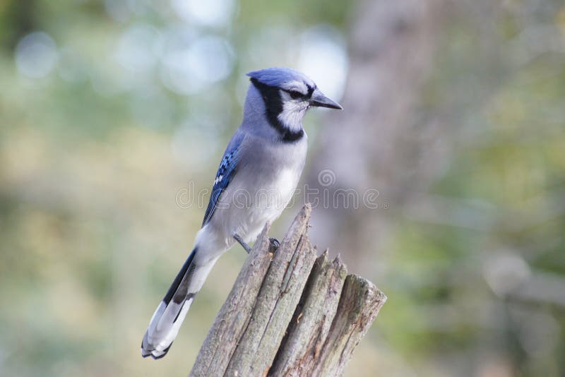 Side view of blue jay. stock image. Image of summer, songbirds - 45835221