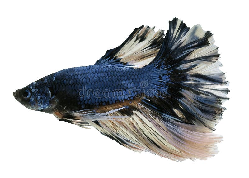 Side View Blue Siam Fighting Fish Stock Photos - Free & Royalty-Free ...