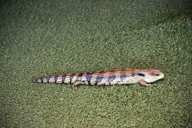 This is a Side View of a Blue Tongued Lizard Stock Image - Image of ...