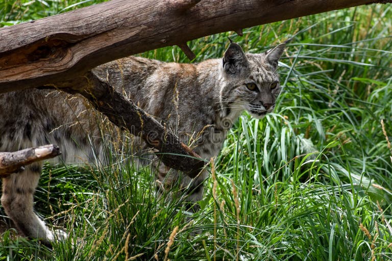 140 Bobcat Side View Stock Photos - Free & Royalty-Free Stock Photos ...