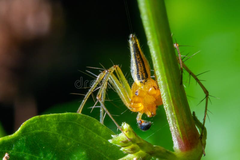 Side View Body of a Spider on a Plant Stock Image - Image of fauna ...