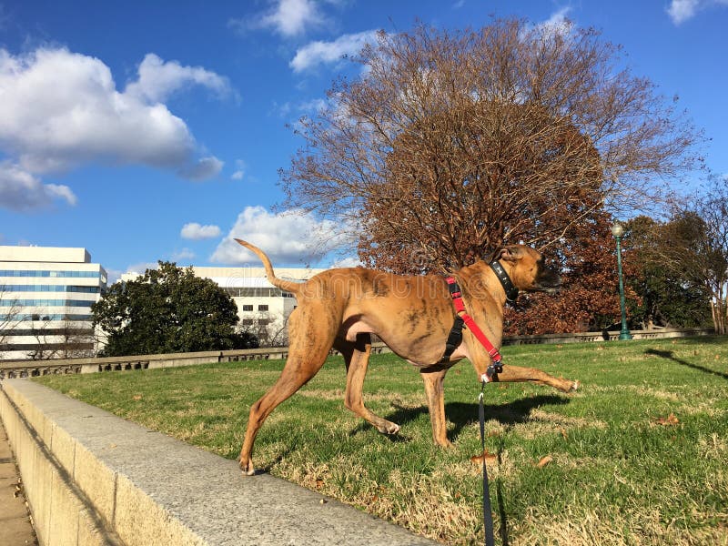Side View of Boxer Dog in Park Stock Photo - Image of lake, interested ...