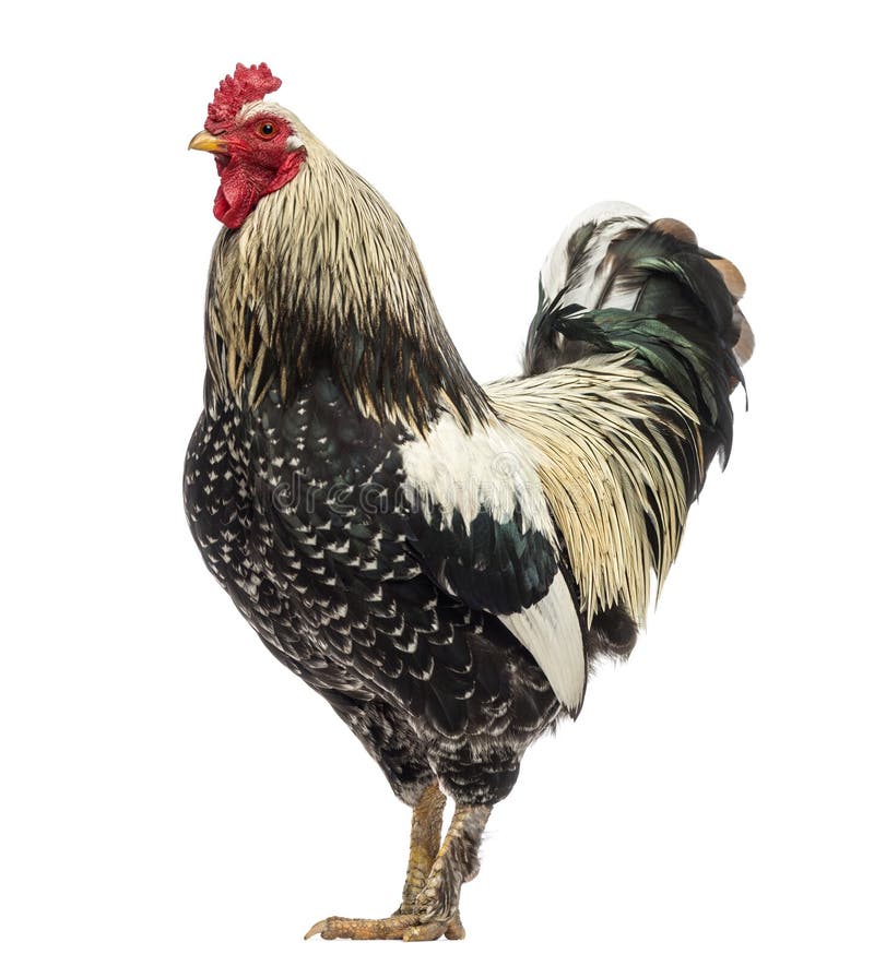 Side View of a Brahma Rooster, Isolated Stock Image - Image of animal ...