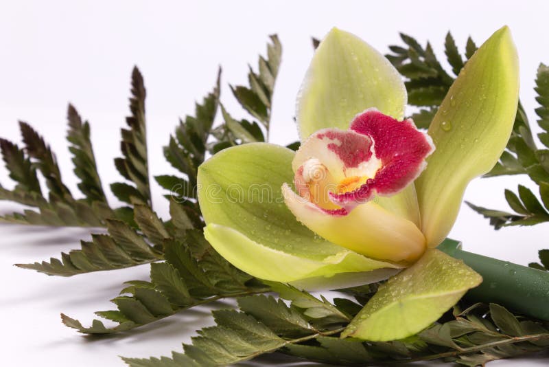 Side View of a Branch Lying on a White Surface, and on Top of it Lies a ...