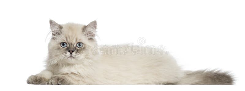 Side View of a British Longhair Kitten Lying, 5 Months Old Stock Photo ...