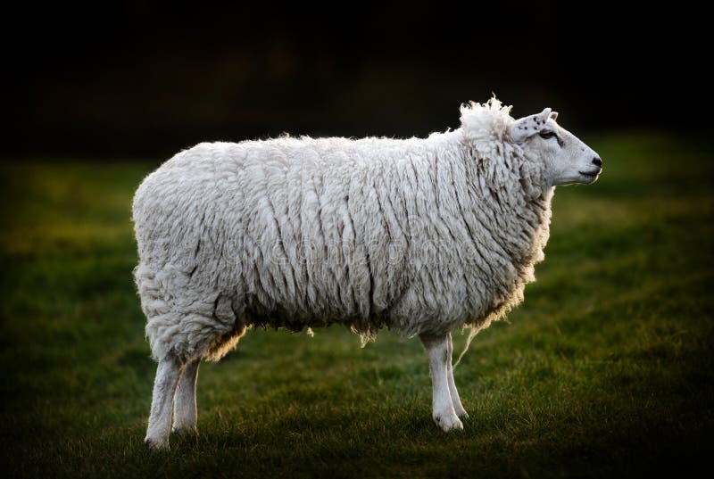 Side View Sheep Stock Photos - Download 1,480 Royalty Free Photos