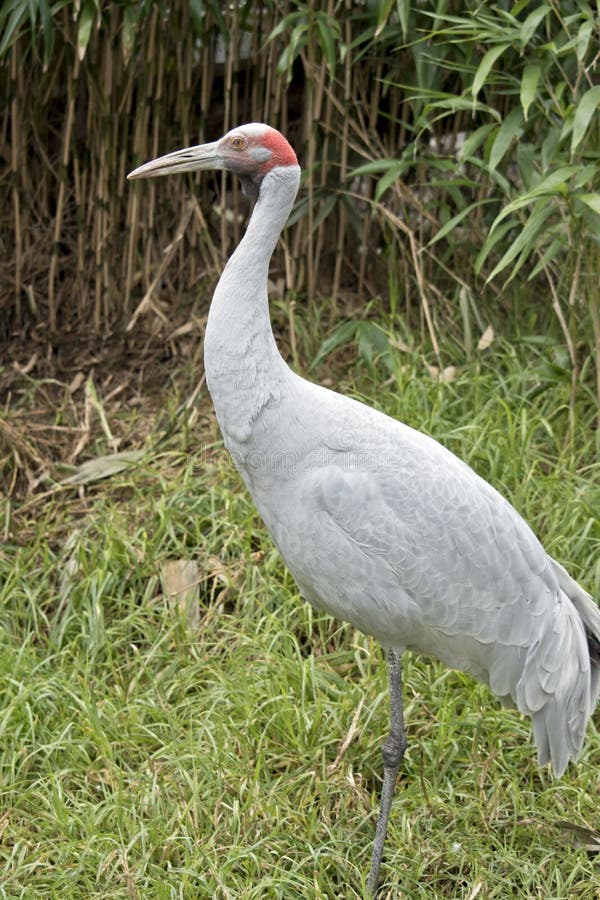 Brolga stock image. Image of water, bird, beak, chin - 101318785