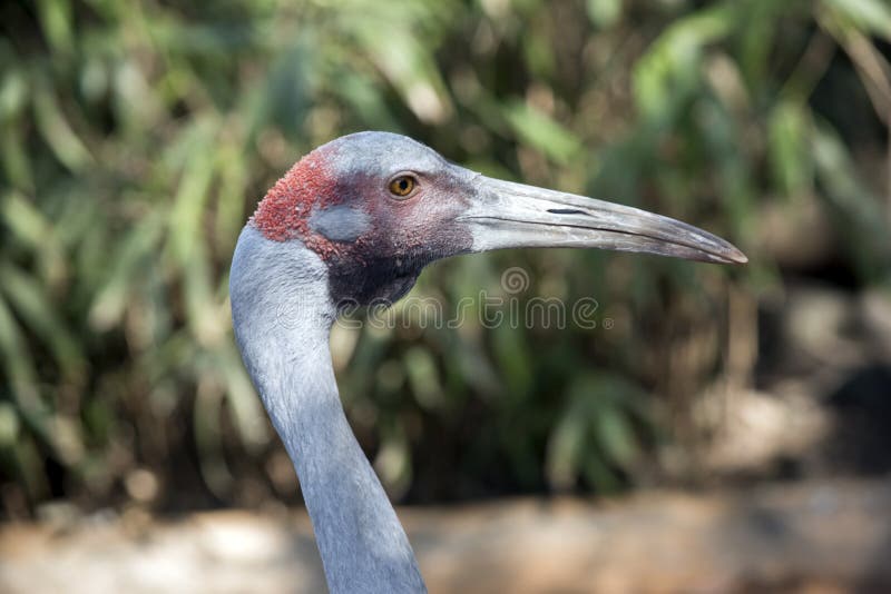 Brolga close up stock photo. Image of brolga, bird, australia - 131111986