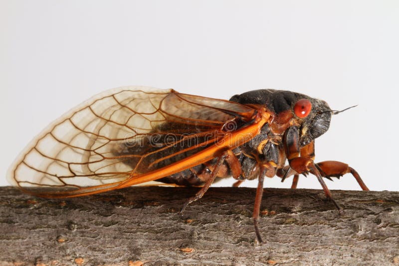 Side View of a Brood V Periodical Cicada Stock Photo - Image of wings ...
