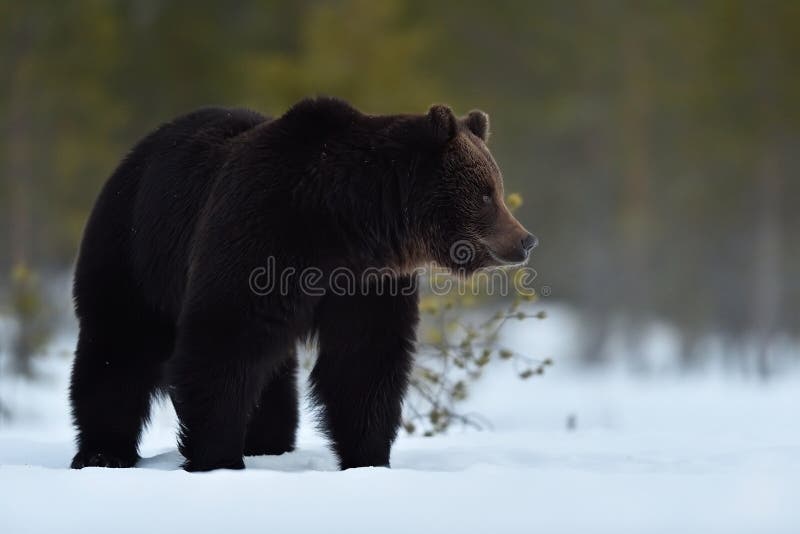 Side View of Brown Bear Face. Stock Photo - Image of fauna, serious ...