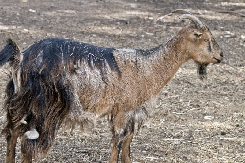 Goat side view stock photo. Image of brown, close, horns - 111899982