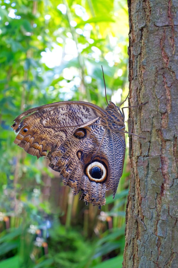 Side View of a Brown Butterfly on the Tree Stem Stock Photo - Image of ...