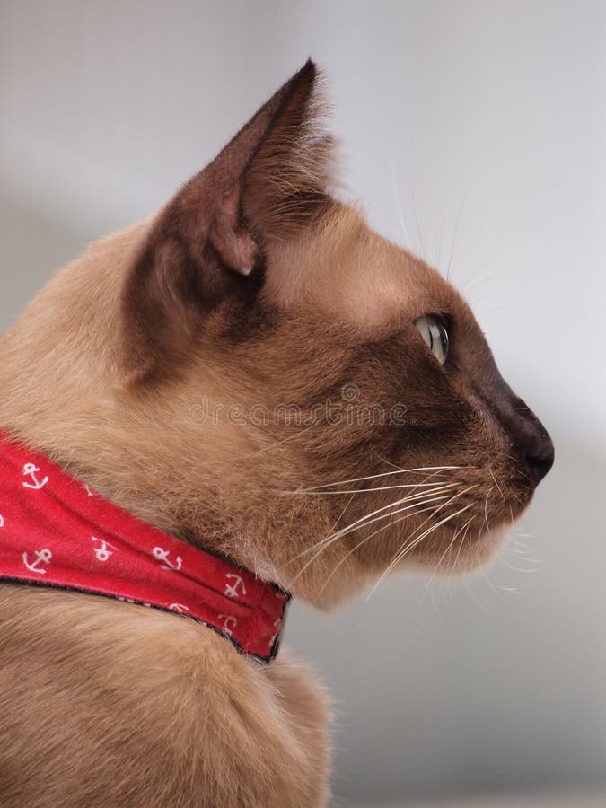 Side View of Brown Cat Staring To Something Stock Photo - Image of ...