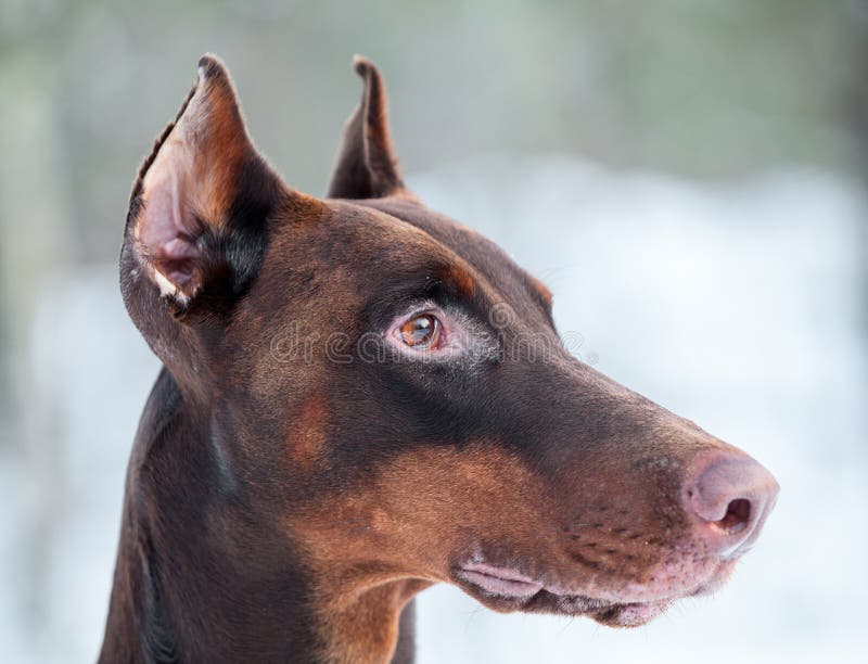 Side View of Brown Dobermann Dog Muzzle with Watchful Ears Stock Photo ...