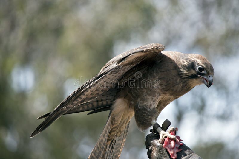 This is a Side View of a Brown Falcon Stock Photo - Image of outdoor ...
