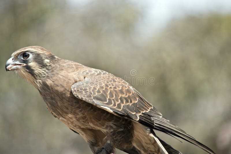 This is a Side View of a Brown Falcon Stock Photo - Image of brown ...