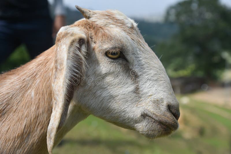 Side View of a Brown Goat with Short Horns on the Farm Stock Photo ...