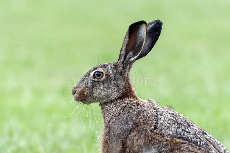 Close-up of a Hare - Lying in the Grass while it Eats Stock Photo ...