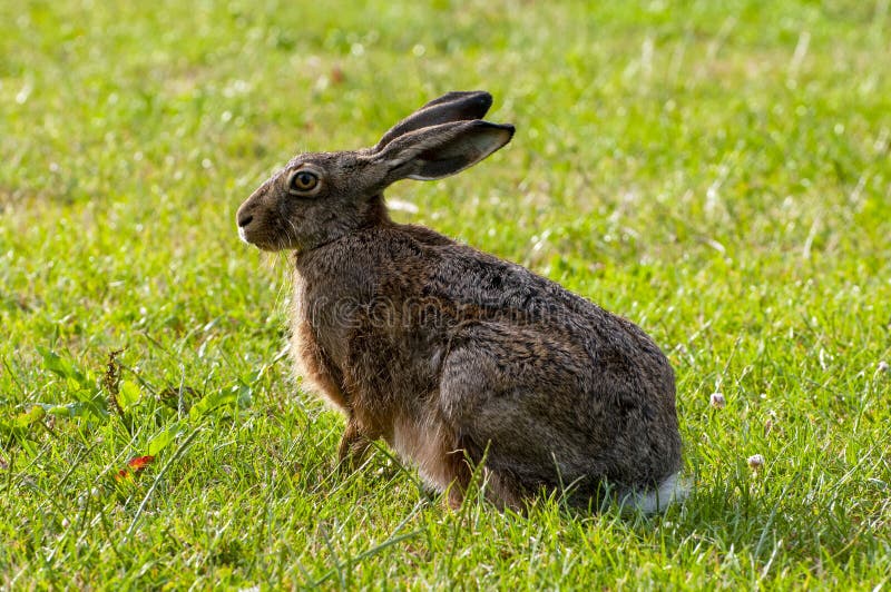 Side View of a Brown Hare Sitting in the Grass on a Sunny Summer Day ...