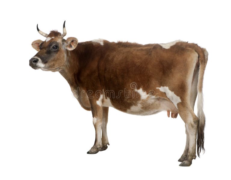5,271 Cow Side View Stock Photos - Free & Royalty-Free Stock Photos ...