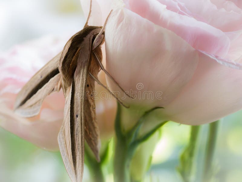 Side View of the Brown Moth on Lily Flower Stock Image - Image of brown ...
