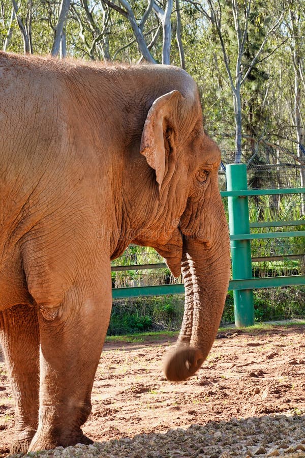 Side View of a Brown Old Asian Elephant Standing Outside Under a Bright ...