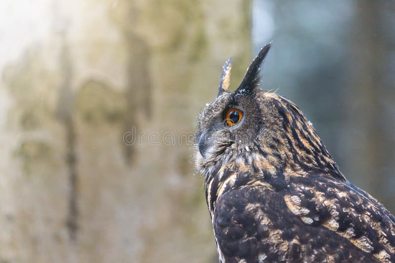 Side View of Brown Owl Closeup Stock Image - Image of great, portrait ...