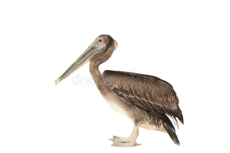 Side View of Brown Pelican Isolated on White Standing and Looking at ...