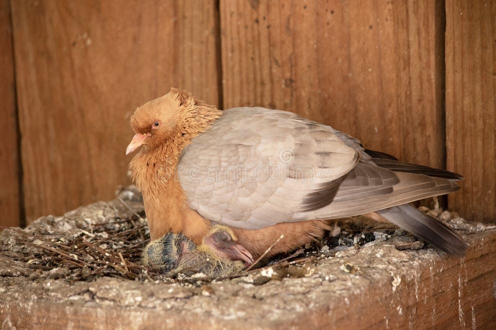 This is a Side View of a Brown Pigeon with Her Chick Stock Image ...