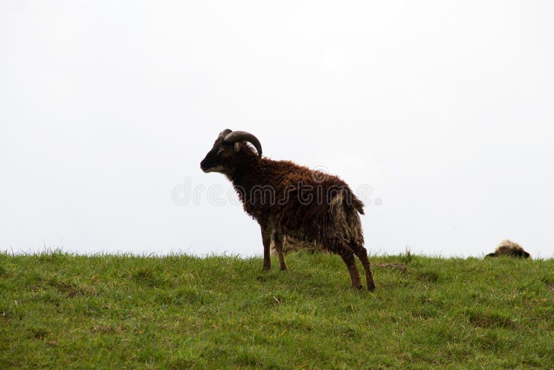 A Brown Sheep Feeding Grass on the Grassland with a Cloudy Sky in the ...