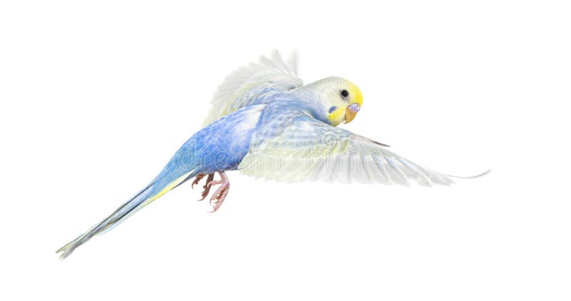 Blue Parakeet Flying