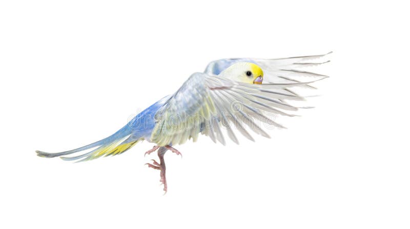 Side View of Budgerigar Bird Flying, Blue Rainbow Colloration,isolated ...