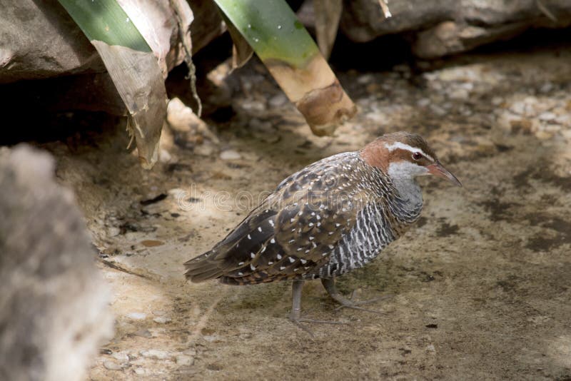 This is a Side View of a Buff Banded Rail Stock Photo - Image of ...