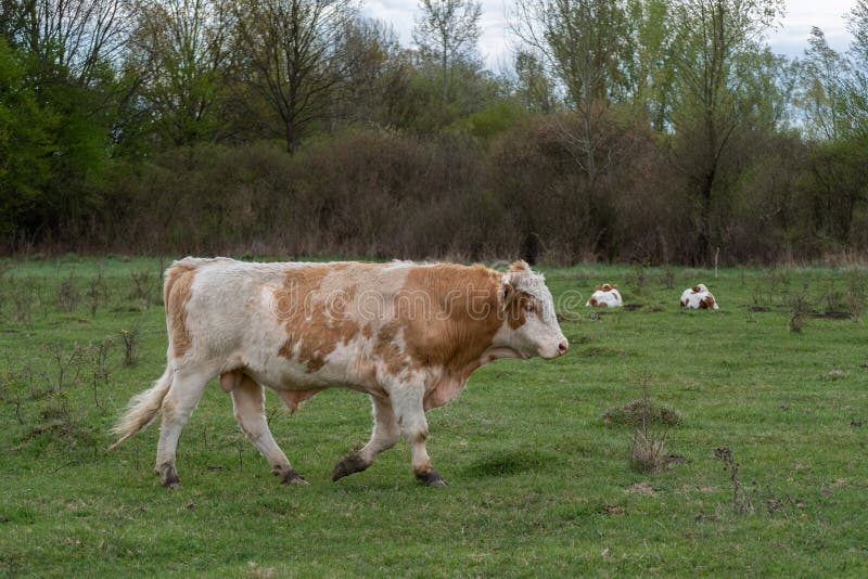 Side View of Bull Walking in Pasture Against Forest Stock Image - Image ...