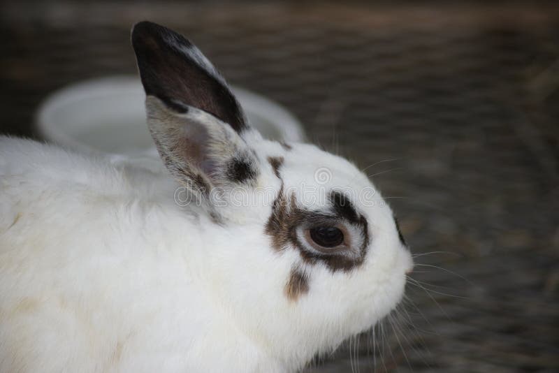 Side view of white bunny stock image. Image of domestic - 19323937
