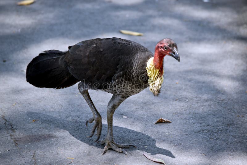 This is a Side View of a Bush Turkey Stock Image - Image of animal ...