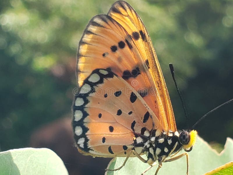 Side View of a Butterfly Standing on a Leaf. Macrophotography Insects ...