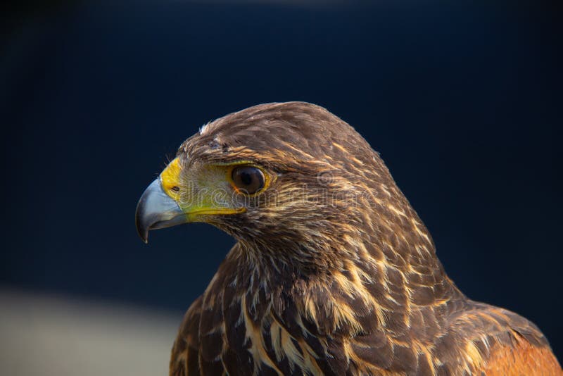 Closeup Side View from a Buzzard Stock Photo - Image of predator, brown ...