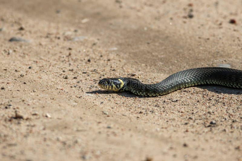 Side View of a Calm Yellow-cheeked Snake(Natrix Natrix), Sometimes ...