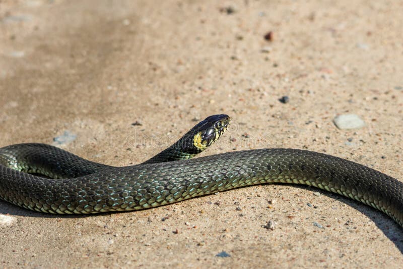 Side View of a Calm Yellow-cheeked Snake(Natrix Natrix), Sometimes ...