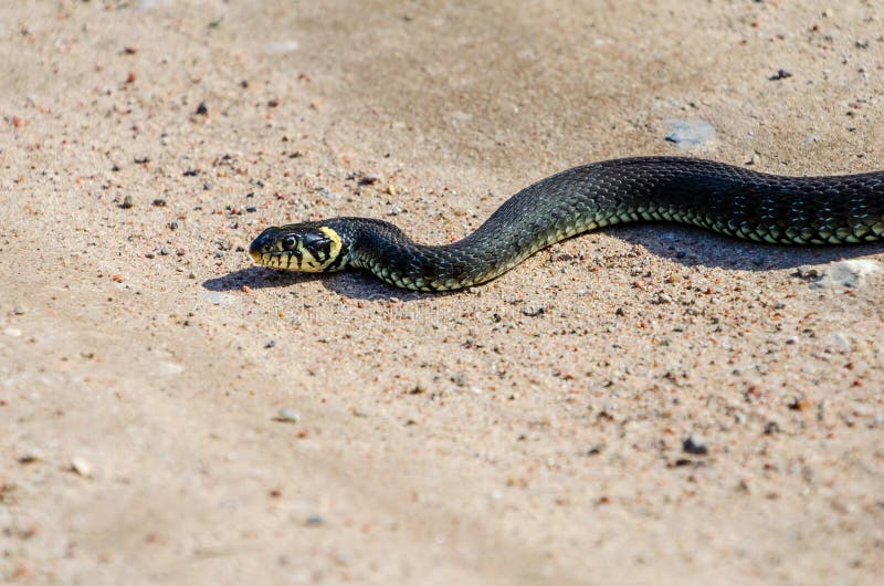 Side View of a Calm Yellow-cheeked Snake(Natrix Natrix), Sometimes ...
