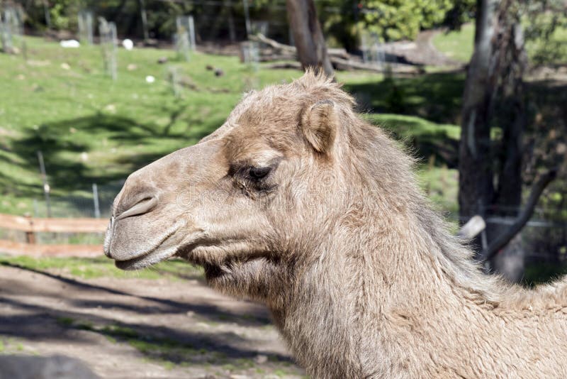 This is a Side View of a Camel Stock Image - Image of hairy, wildlife ...