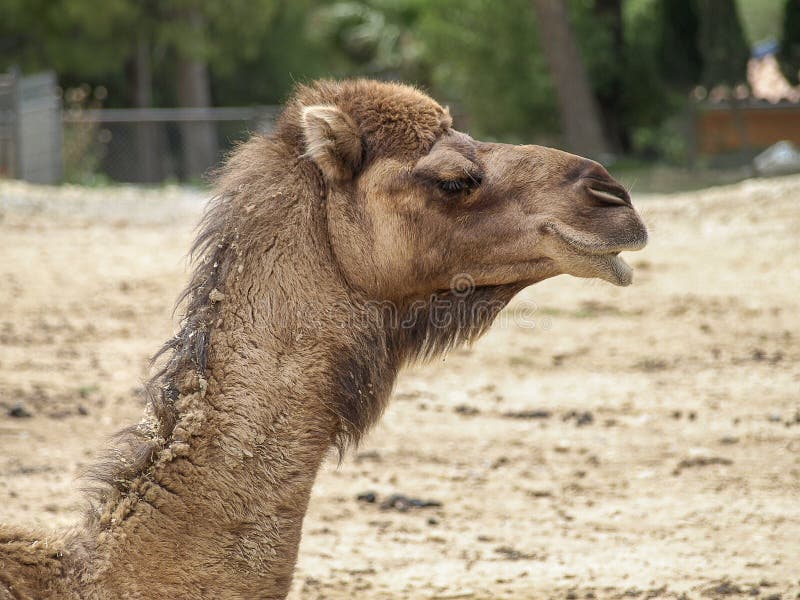 Side face of camel stock image. Image of animal, mild - 18773369