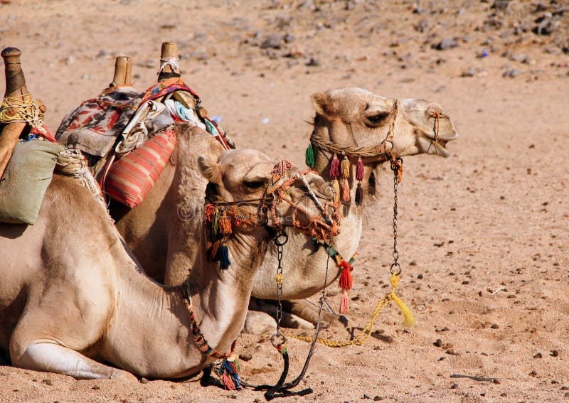 Side View of the Camel Pair Lying on the Sand. Stock Photo - Image of ...