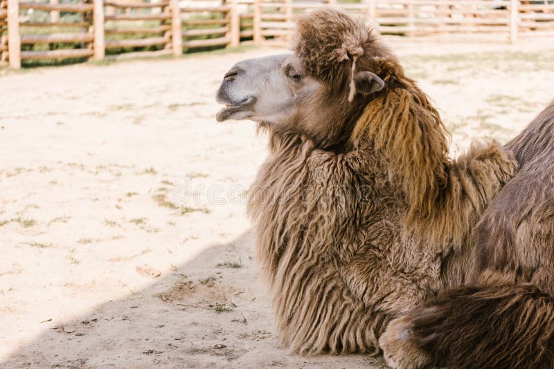 Side View of Camel Sitting on Ground in Corral Stock Image - Image of ...