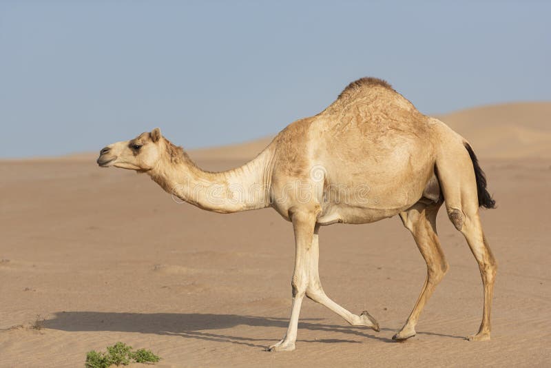 Side View of a Camel Walking in the Desert, Animal of the Middle East ...